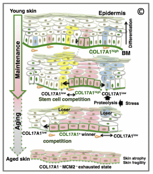 Figure 4: Stem cell competition orchestrates skin homeostasis and aging ...