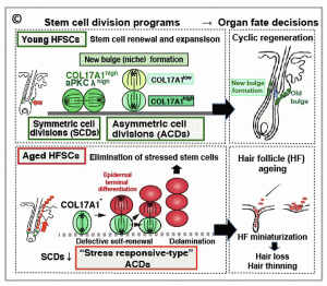 Figure 3: Schematic model of the distinct types of stem cell divisions ...
