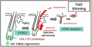 Figure 2: Dynamic elimination of aged stem cells causes hair follicle ...